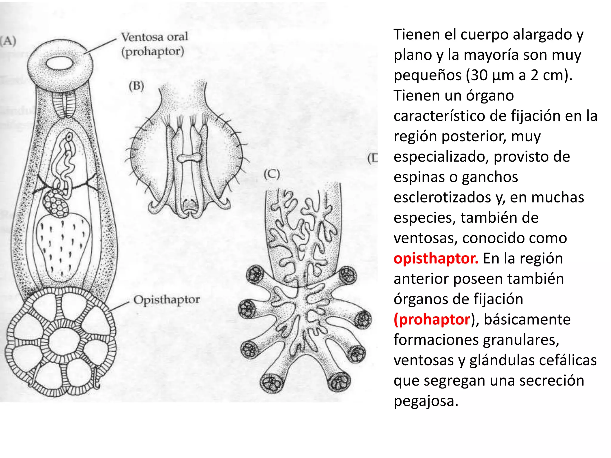 Platelmintos, Acelomorfos, Mesozoos y Nemertinos | PPTX