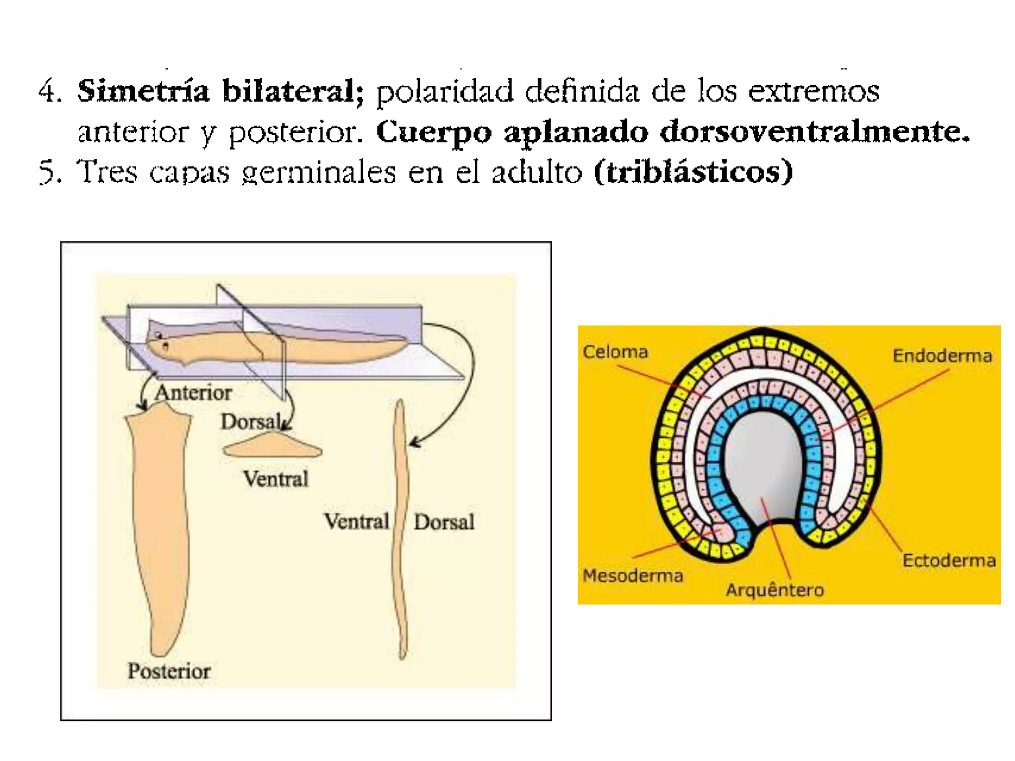 Platelmintos, Acelomorfos, Mesozoos y Nemertinos | PPTX