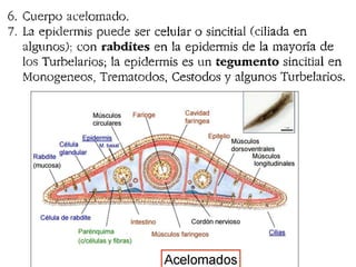 Platelmintos, Acelomorfos, Mesozoos y Nemertinos | PPTX
