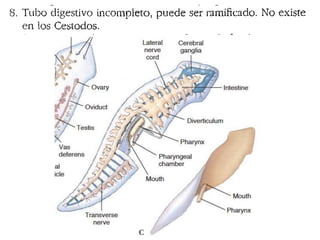 Platelmintos, Acelomorfos, Mesozoos y Nemertinos | PPTX