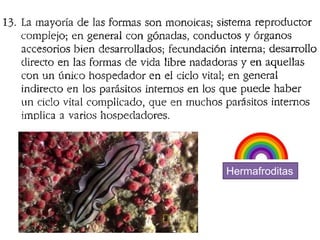 Platelmintos, Acelomorfos, Mesozoos y Nemertinos | PPTX