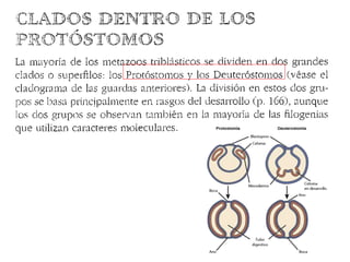 Platelmintos, Acelomorfos, Mesozoos y Nemertinos | PPTX