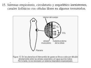 Platelmintos, Acelomorfos, Mesozoos y Nemertinos | PPTX
