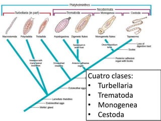Platelmintos, Acelomorfos, Mesozoos y Nemertinos | PPTX