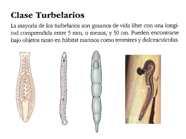 Platelmintos, Acelomorfos, Mesozoos y Nemertinos | PPTX