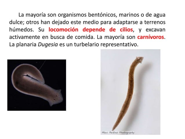 Platelmintos, Acelomorfos, Mesozoos y Nemertinos | PPTX