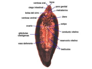 Platelmintos, Acelomorfos, Mesozoos y Nemertinos | PPTX