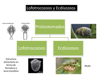 Platelmintos, Acelomorfos, Mesozoos y Nemertinos | PPTX