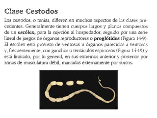 Platelmintos, Acelomorfos, Mesozoos y Nemertinos | PPTX