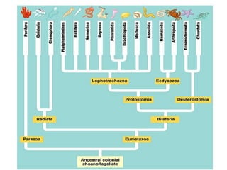 Platelmintos, Acelomorfos, Mesozoos y Nemertinos | PPTX