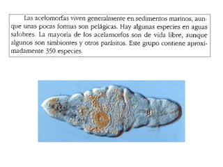Platelmintos, Acelomorfos, Mesozoos y Nemertinos | PPTX