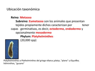 Platelmintos, Acelomorfos, Mesozoos y Nemertinos | PPTX