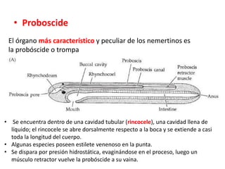 Platelmintos, Acelomorfos, Mesozoos y Nemertinos | PPTX