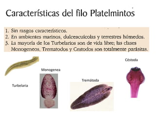 Platelmintos, Acelomorfos, Mesozoos y Nemertinos | PPTX