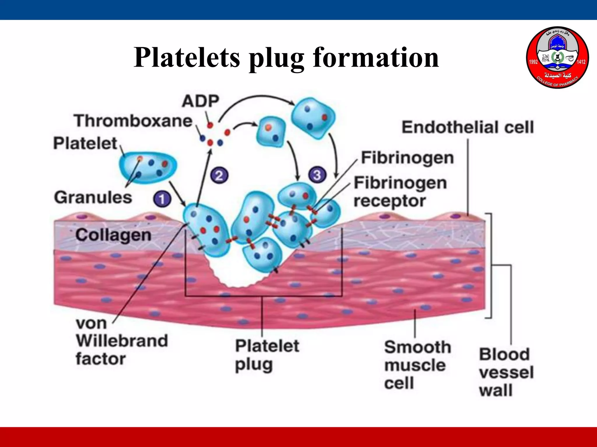 Blood Physiology: Part IV: Platelets and hemostasis | PDF