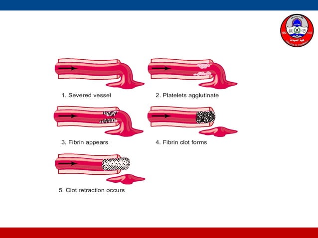 Blood Physiology: Part IV: Platelets and hemostasis | PDF | Blood ...