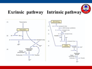 Blood Physiology: Part IV: Platelets and hemostasis | PDF