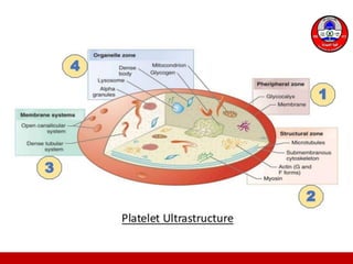 Blood Physiology: Part IV: Platelets and hemostasis | PDF