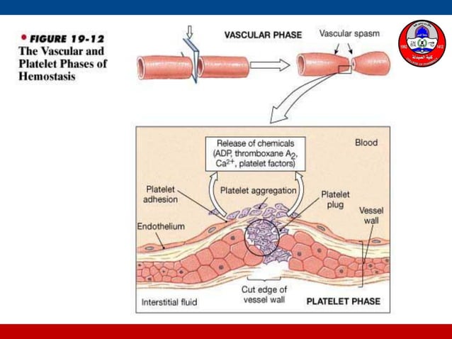 Blood Physiology: Part IV: Platelets and hemostasis | PDF | Blood ...