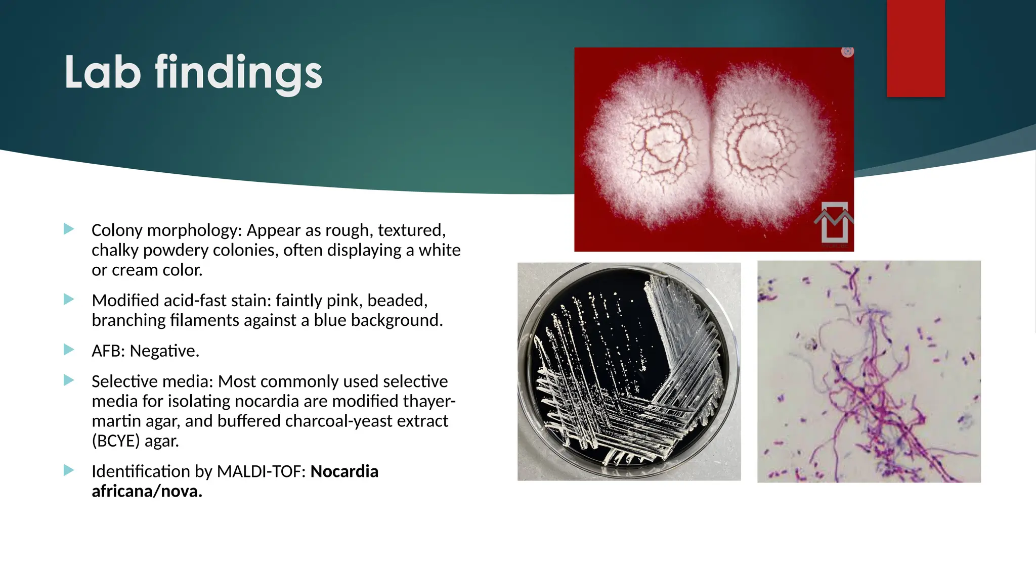 Infectious Diseases Plate Round Discussion 1-8-2025.pptx