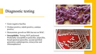 Infectious Diseases Plate Rounds 1-10-24.pptx