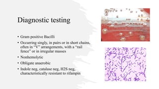 Infectious Diseases Plate Rounds 1-24-24 | PPT