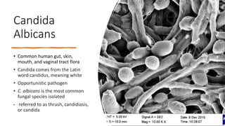Infectious Diseases Plate Rounds 10/4/23 | PPT