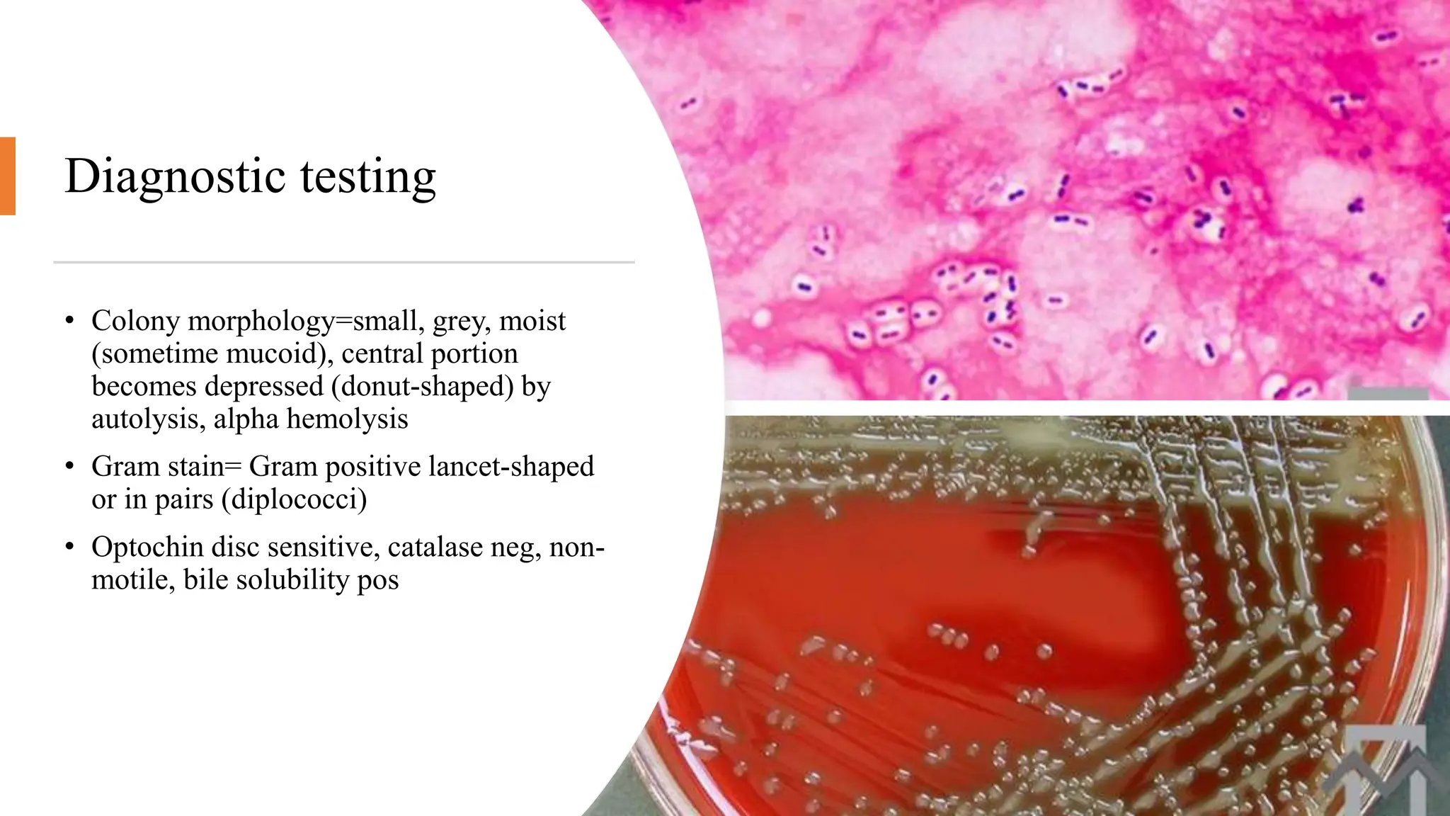 Infectious Disease Plate Rounds 12-20-23.pptx