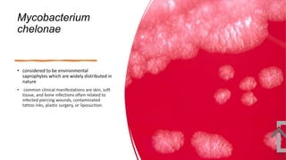 Infectious Diseases Plate Rounds 4-24-24.pptx