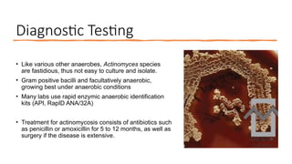 Infectious Diseases Plate Rounds 7-24-24.pptx