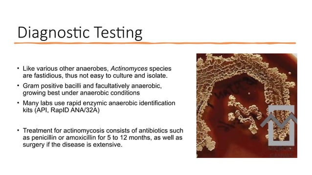 Infectious Diseases Plate Rounds 7-24-24.pptx