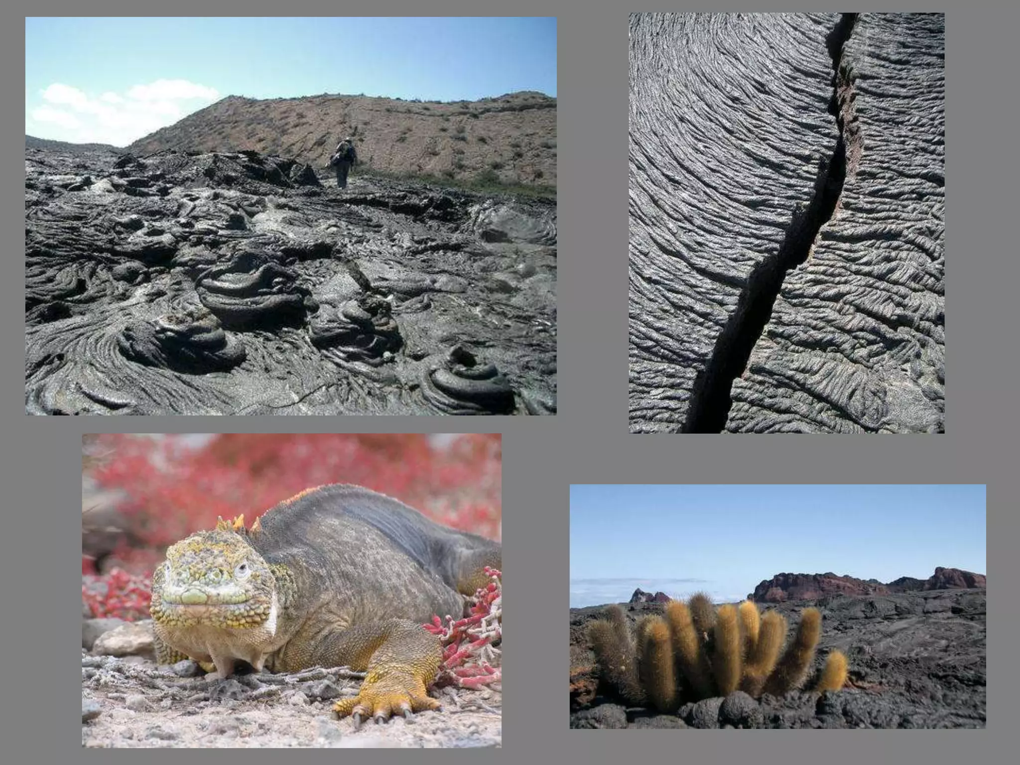 Plate Tectonics & Geology of the Galapagos Archipelago | PPTX