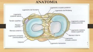 Anatomía De La Meseta Tibial