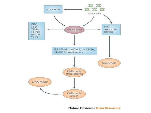 Platinum salts presentation | PPT