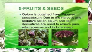 Platns as source of Food By Mr Allah Dad Khan Visiting Professor the ...