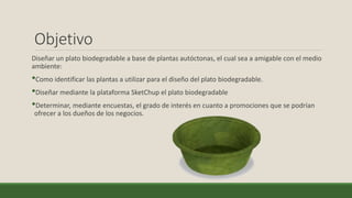 Plato biodegradable | PPTX