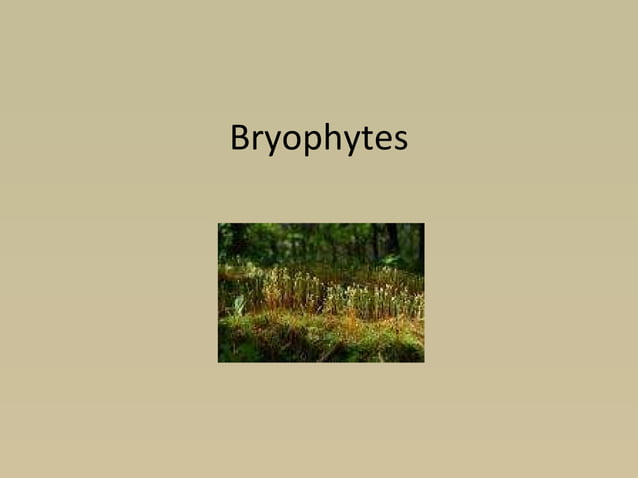 Plats pt3 bryophytes | PPT