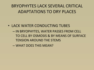Plats pt3 bryophytes | PPT