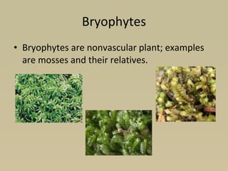Plats pt3 bryophytes | PPT