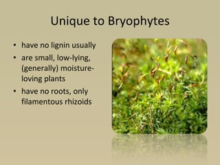 Plats pt3 bryophytes | PPT