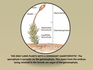 Plats pt3 bryophytes | PPT