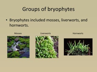 Plats pt3 bryophytes | PPT