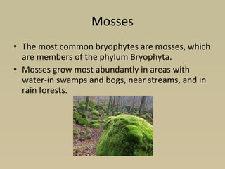 Plats pt3 bryophytes | PPT