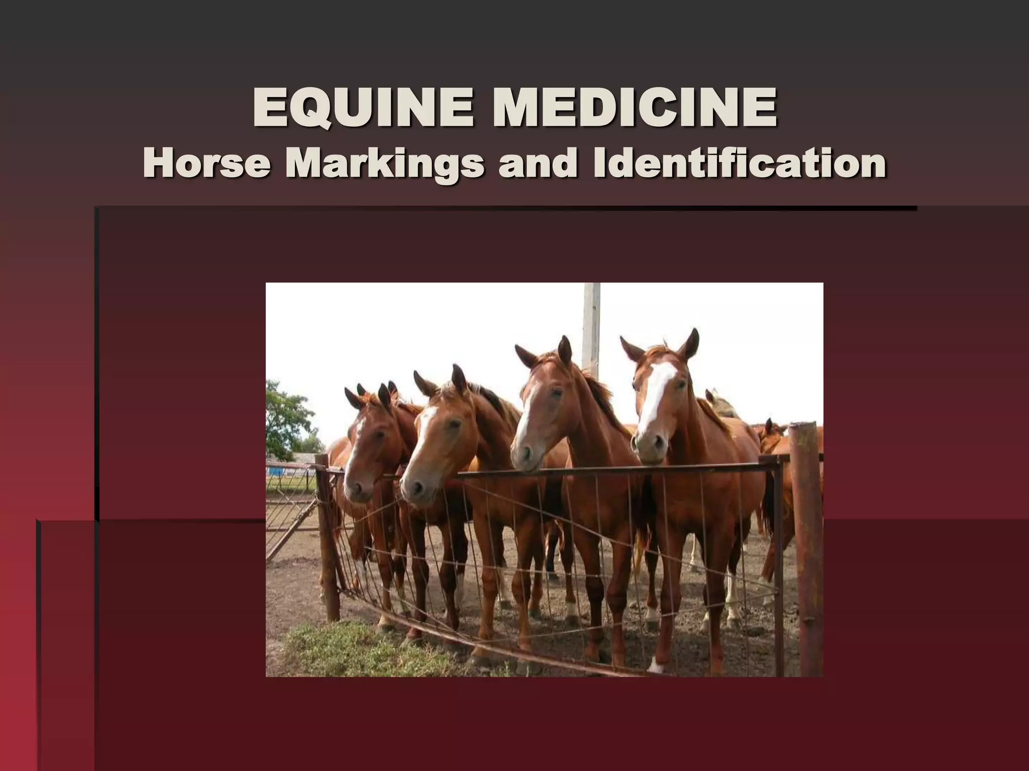 Horse Markings & Identification | PPSX