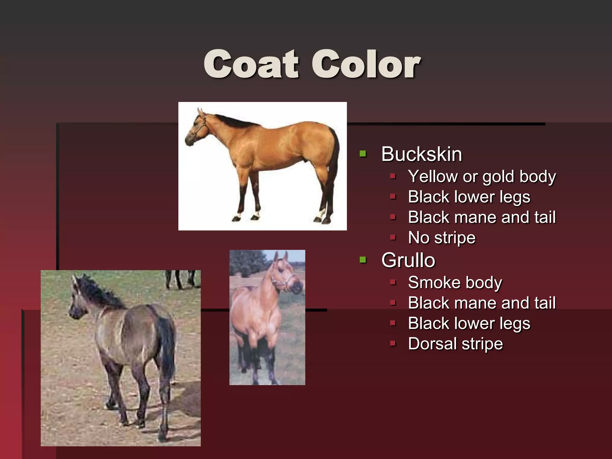Horse Markings & Identification | PPSX