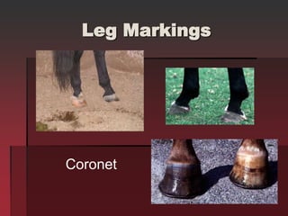 Horse Leg Markings Chart