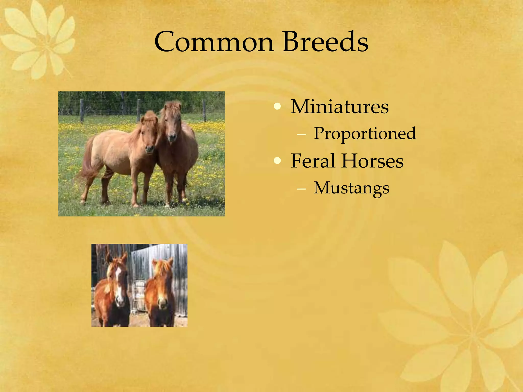 Breeds, Types, and Classes of Horses | PPTX
