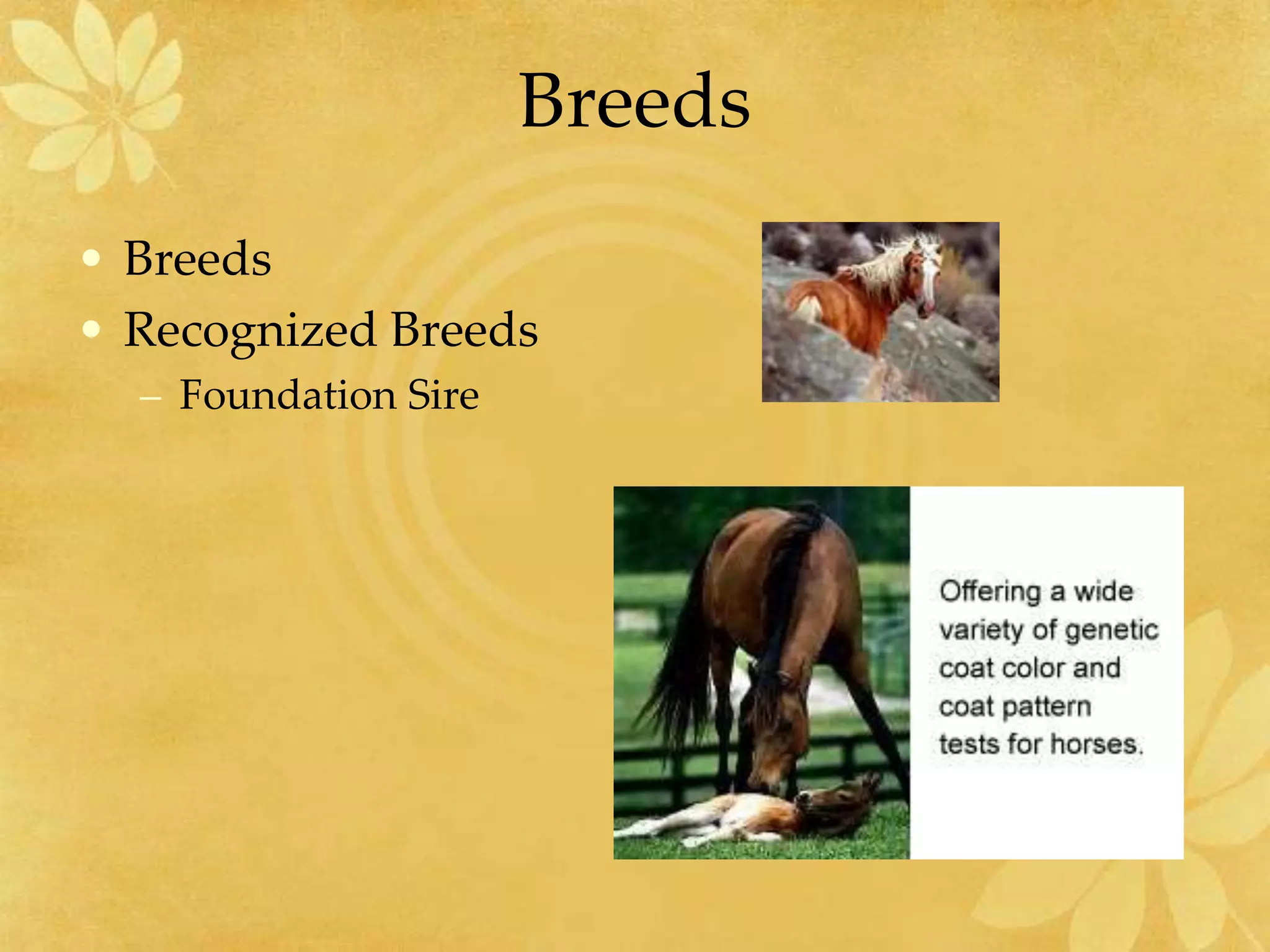 Breeds, Types, and Classes of Horses | PPTX
