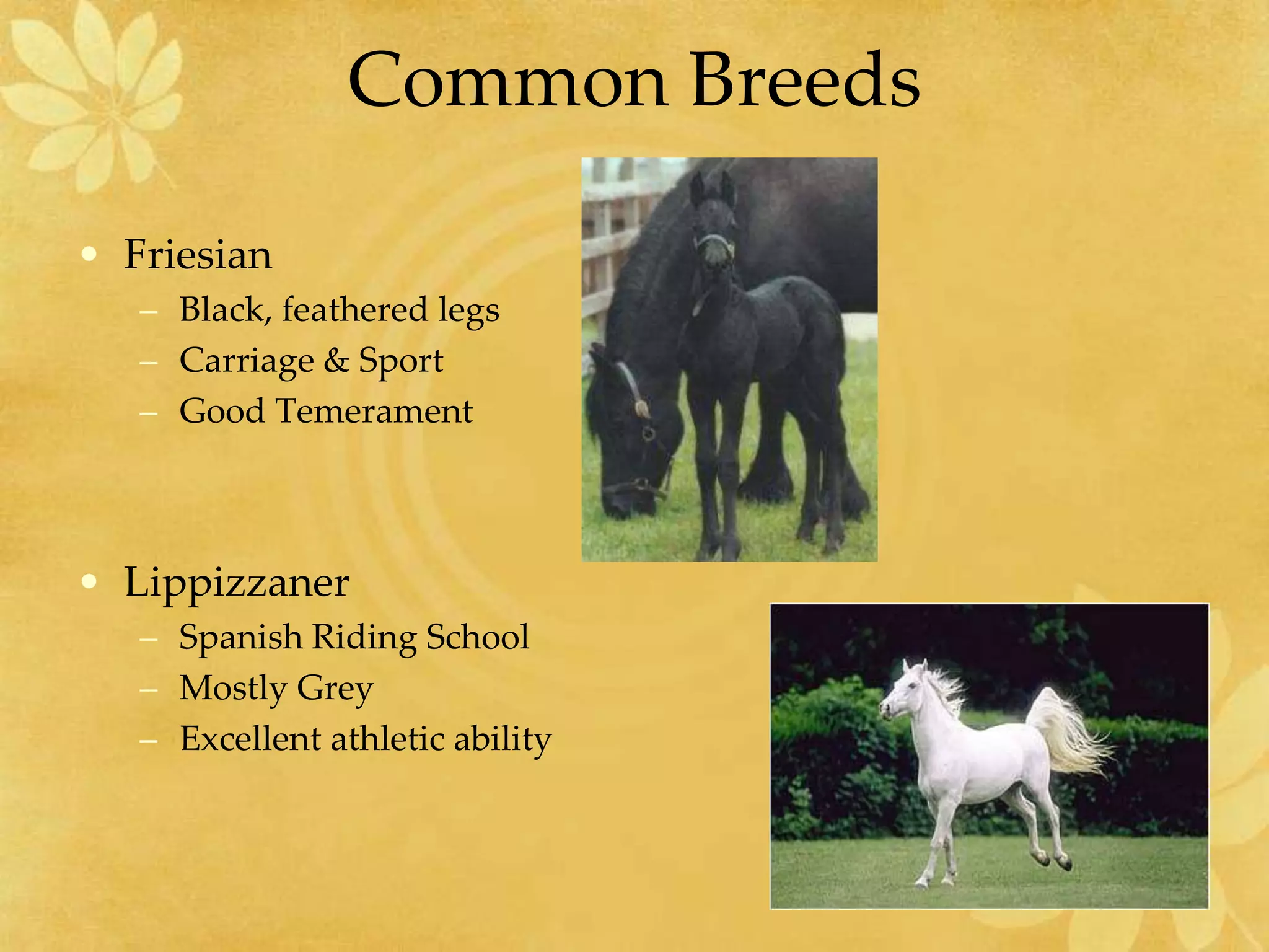 Breeds, Types, and Classes of Horses | PPT