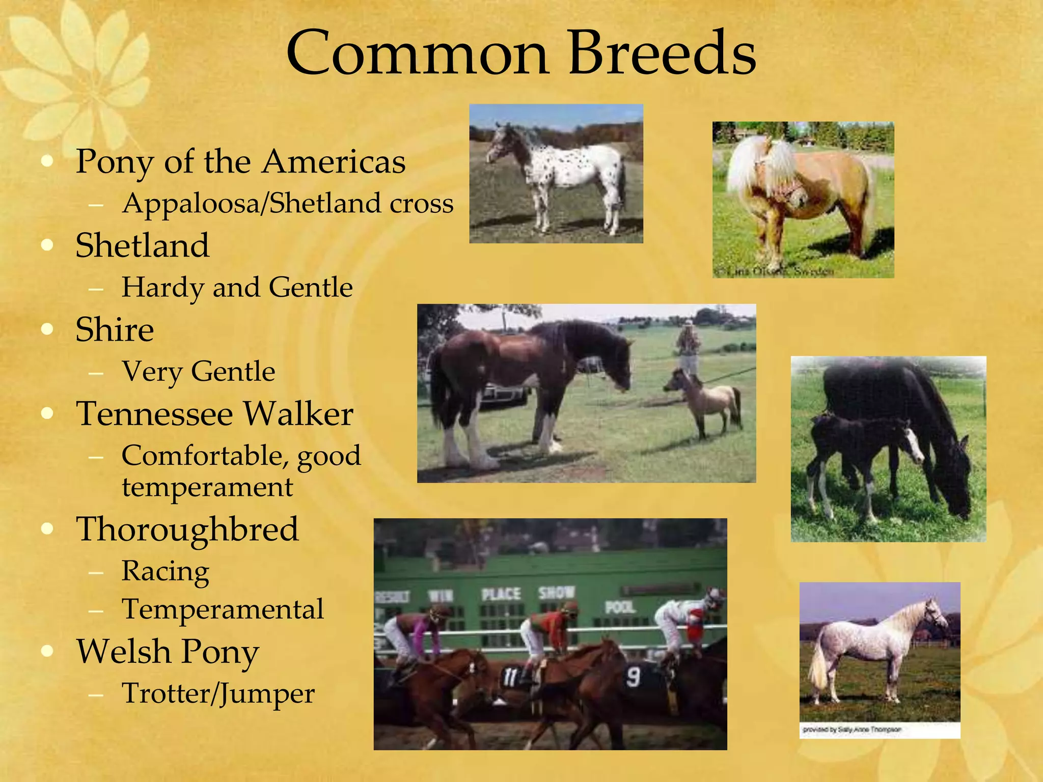Breeds, Types, and Classes of Horses | PPTX